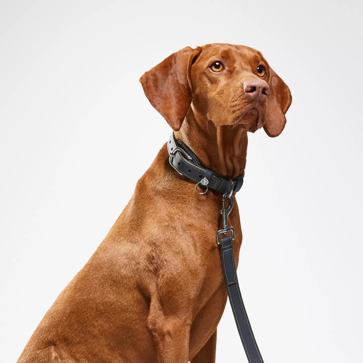 Rolls-Royce Dog Collar And Lead — Miller Motorcars Boutique